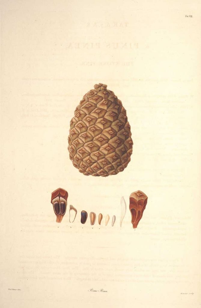 Downloadable Woodland Vintage Botanical Prints For Free - Picture Box Blue