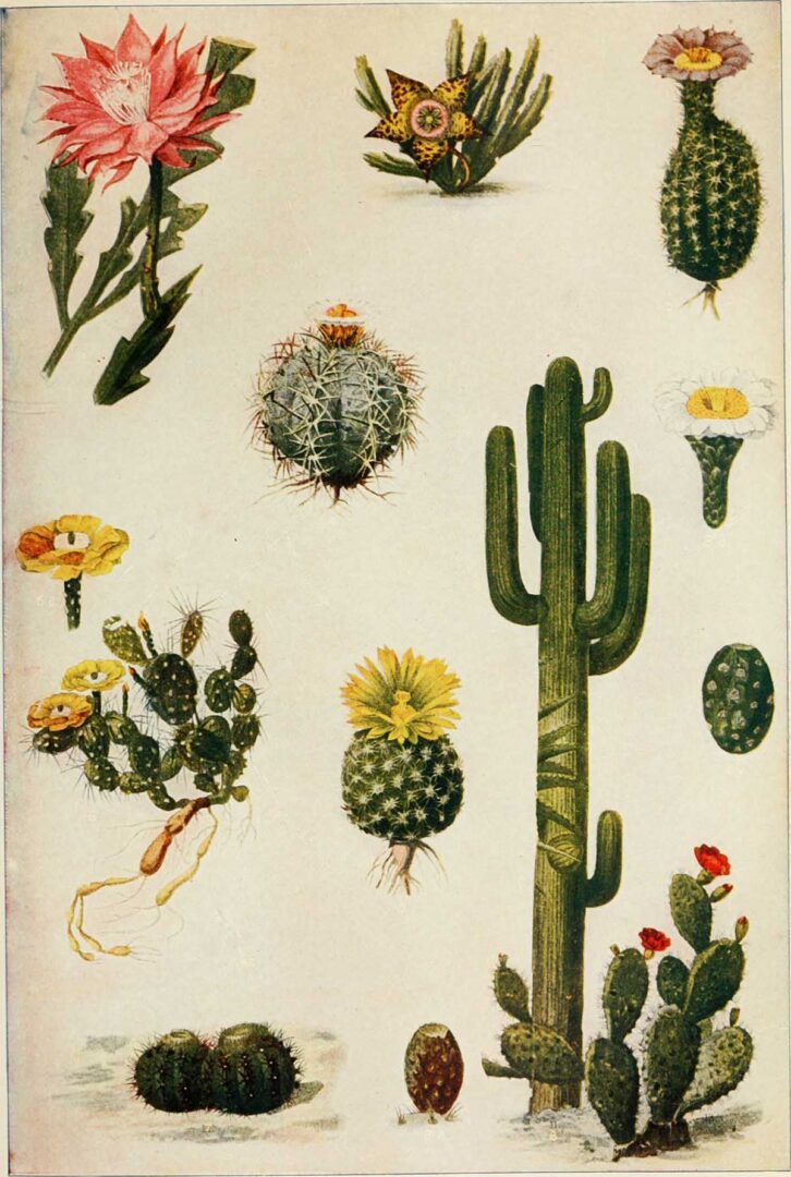 Beautiful Vintage Cactus Paintings to Download - Picture Box Blue