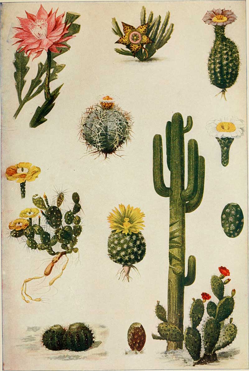 10 Beautiful Vintage Cactus Paintings to Download - Picture Box Blue