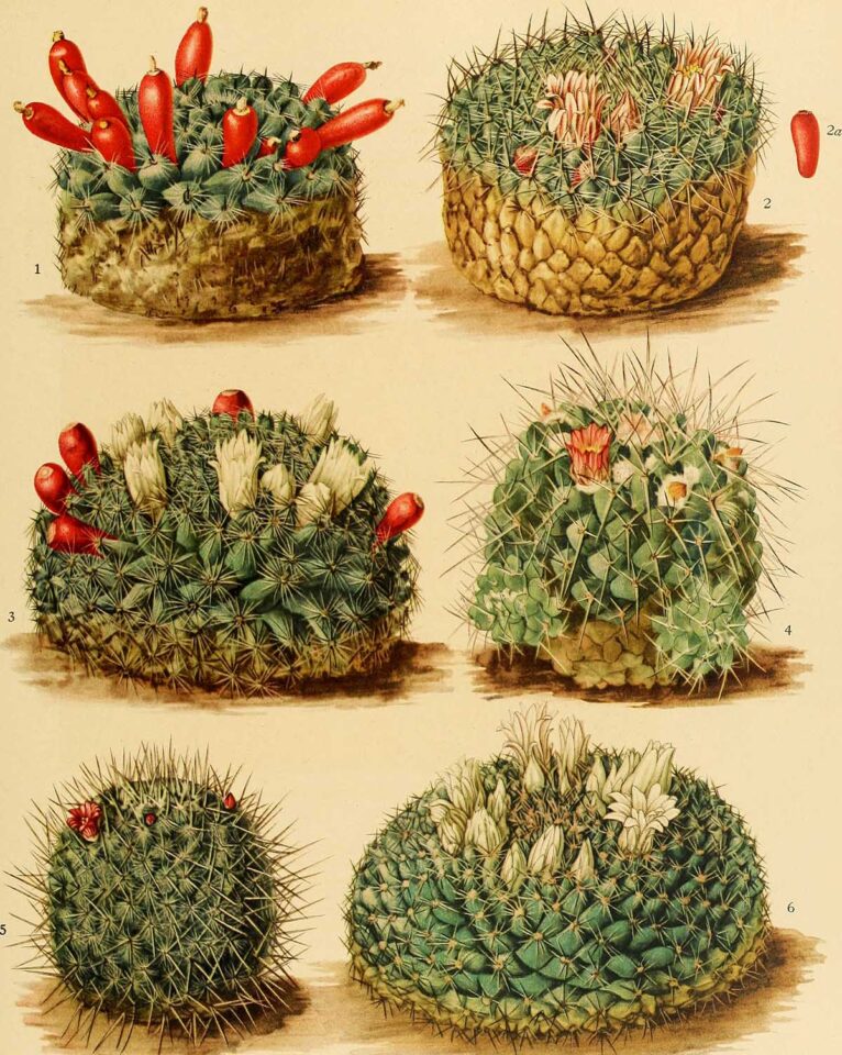 Beautiful Vintage Cactus Paintings to Download - Picture Box Blue