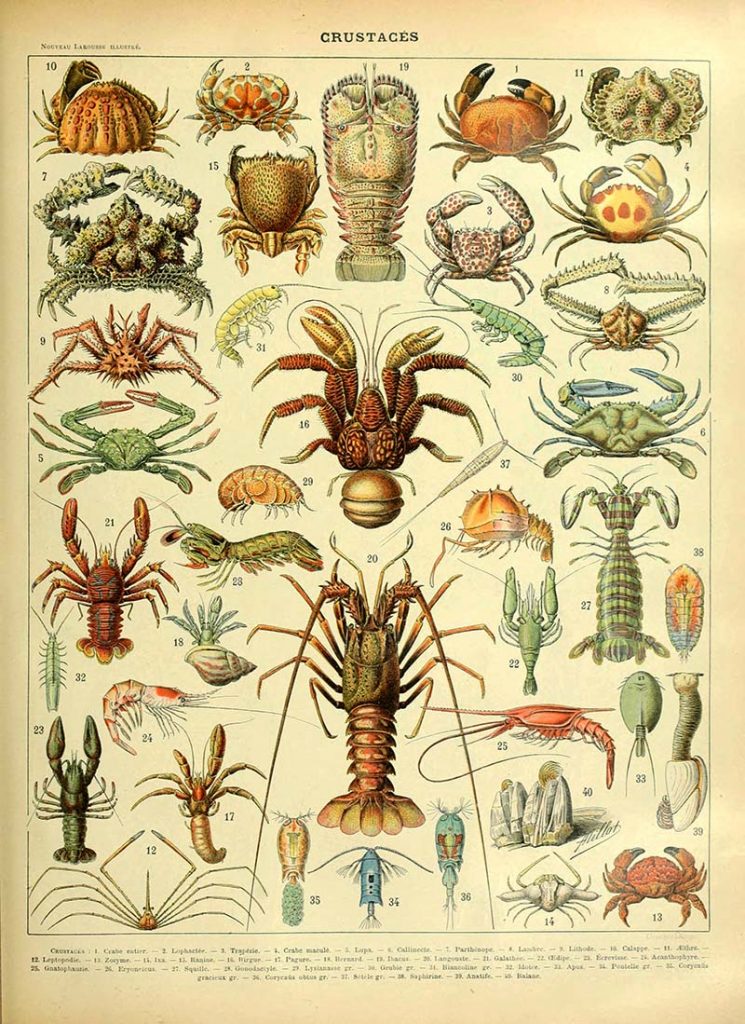 Dive into the Depths: Free Sea Life and Marine Life Posters from the ...