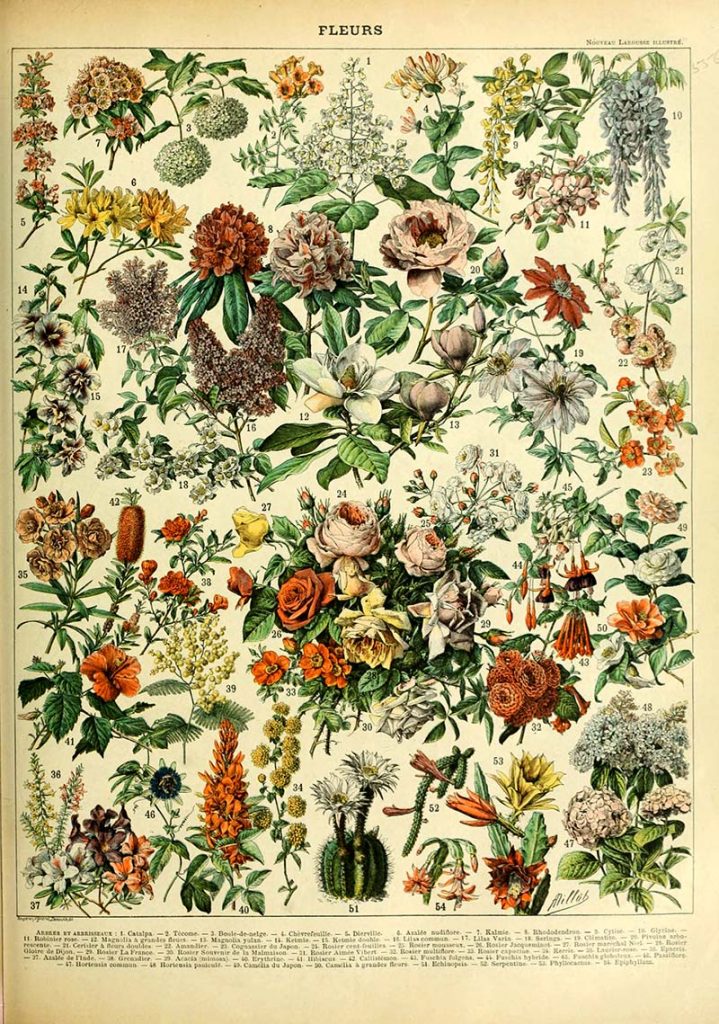 Amazing Free Collection Of Antique Botanical Posters - Picture Box Blue
