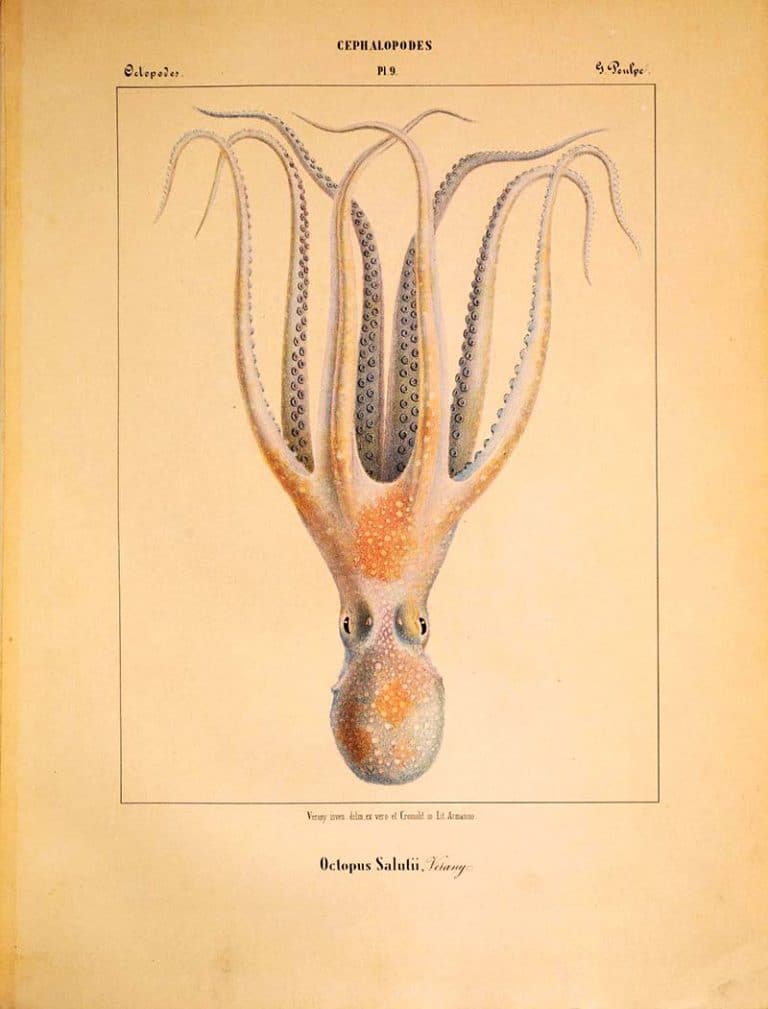 Awesome Copyright Free Vintage Octopus Illustrations & Art - Picture ...