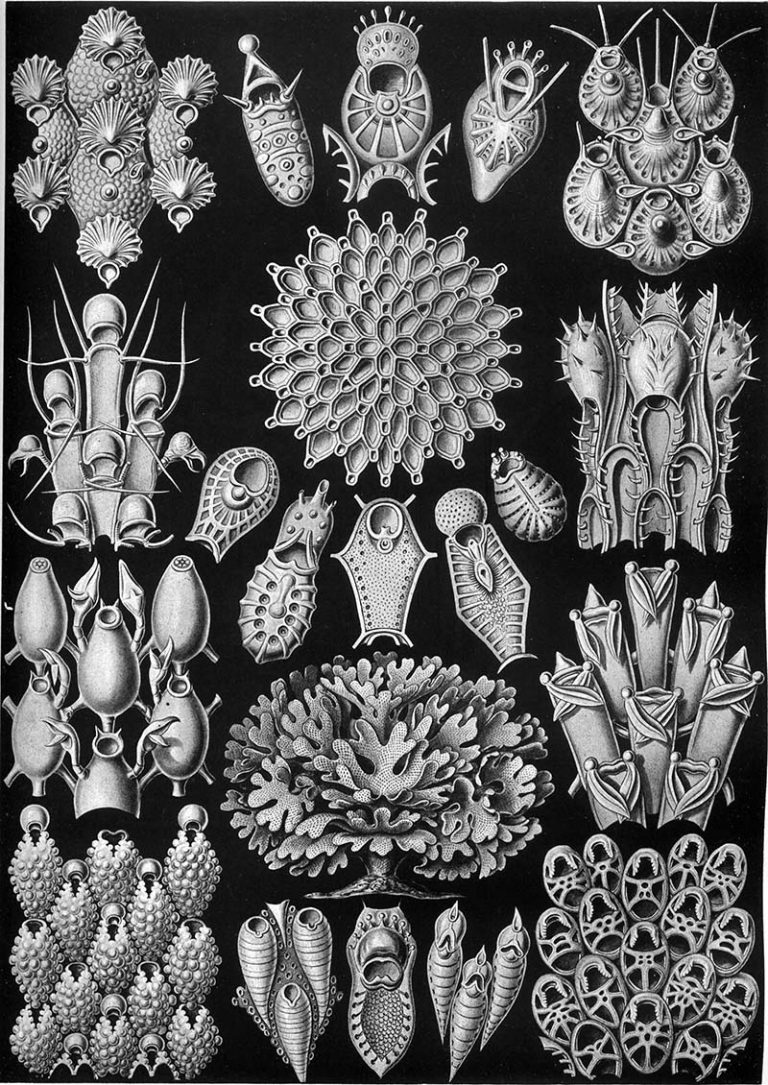 Free Ernst Haeckel prints of fabulous nature wall art - Picture Box Blue