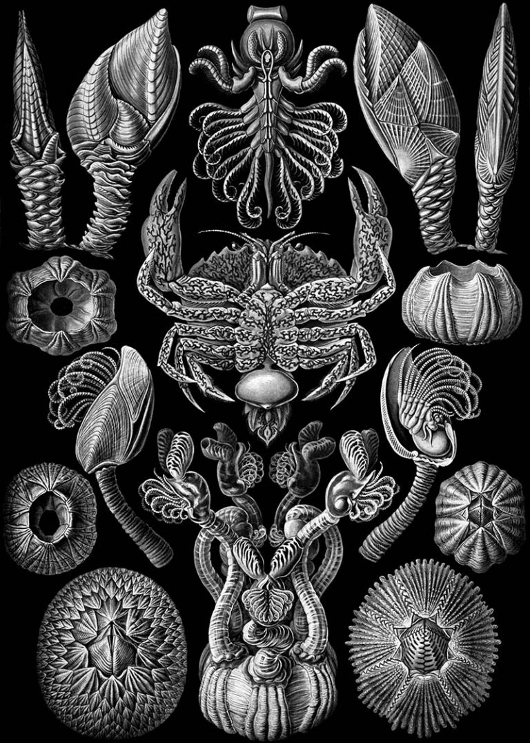 Free Ernst Haeckel prints of fabulous nature wall art - Picture Box Blue