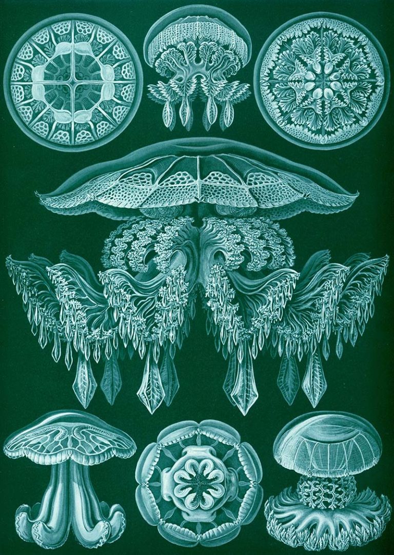 Free Ernst Haeckel prints of fabulous nature wall art - Picture Box Blue