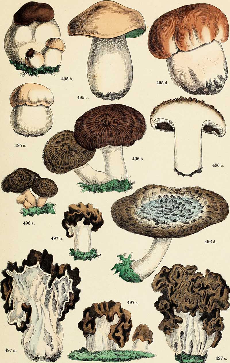 14 Free Mushroom Charts And Mushroom Illustrations To Print - Picture ...