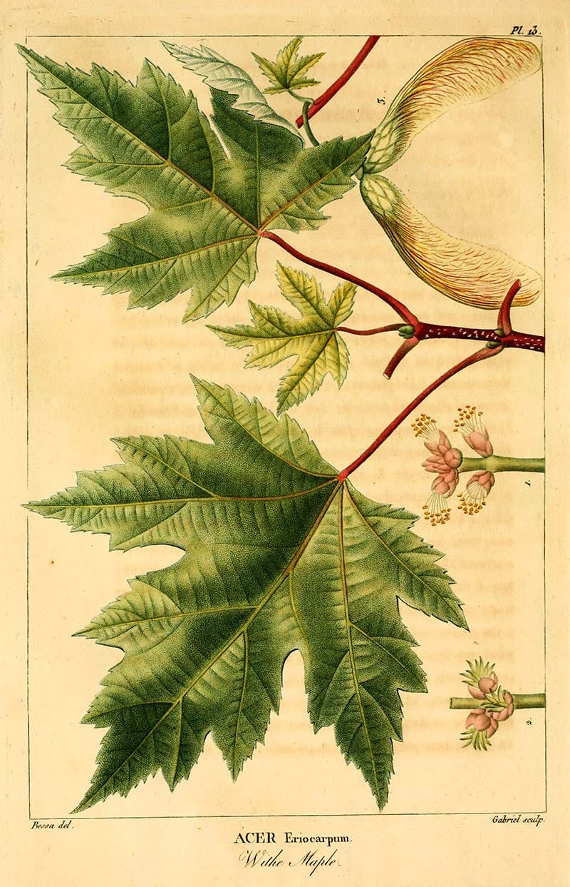 Wonderful Antique Botanical Leaf Prints From The Forest - Picture Box Blue