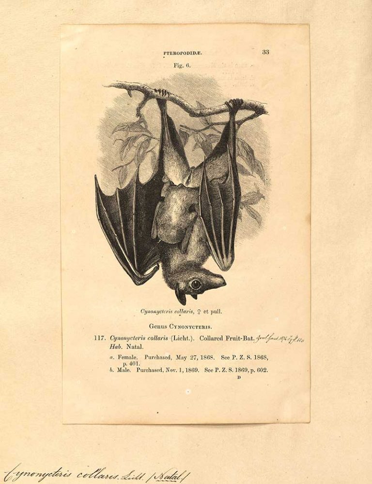 Free Spooky Vintage Bat Drawings For Halloween - Picture Box Blue