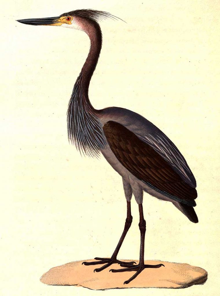 15 Heron Illustrations & Paintings: Public Domain Treasures That Bring ...