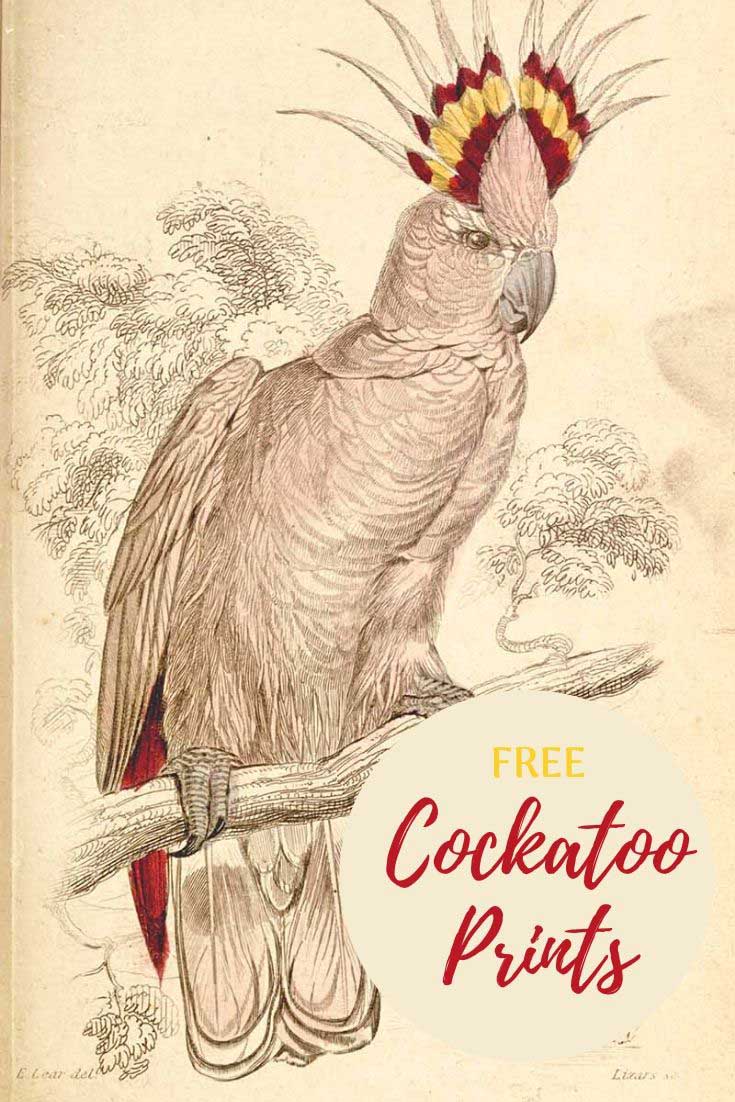 21 Extraordinary Free Vintage Cockatoo Illustration Prints To Download ...