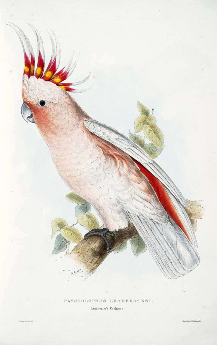 21 Extraordinary Free Vintage Cockatoo Illustration Prints To Download ...