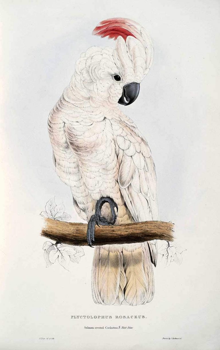 Wonderful Free Vintage Cockatoo Prints To Download - Picture Box Blue