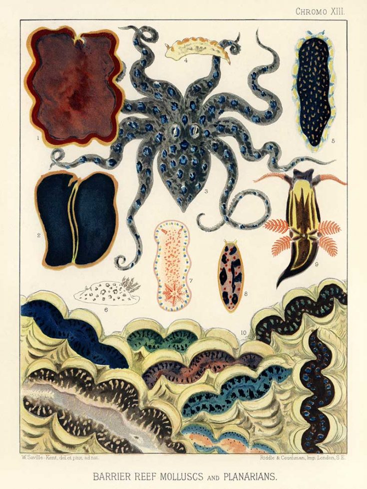 Free Stunning Coral Reef Illustrations And Prints - Picture Box Blue