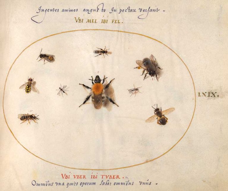 Free Amazing Insect Art Prints Of Joris Hoefnagel - Picture Box Blue