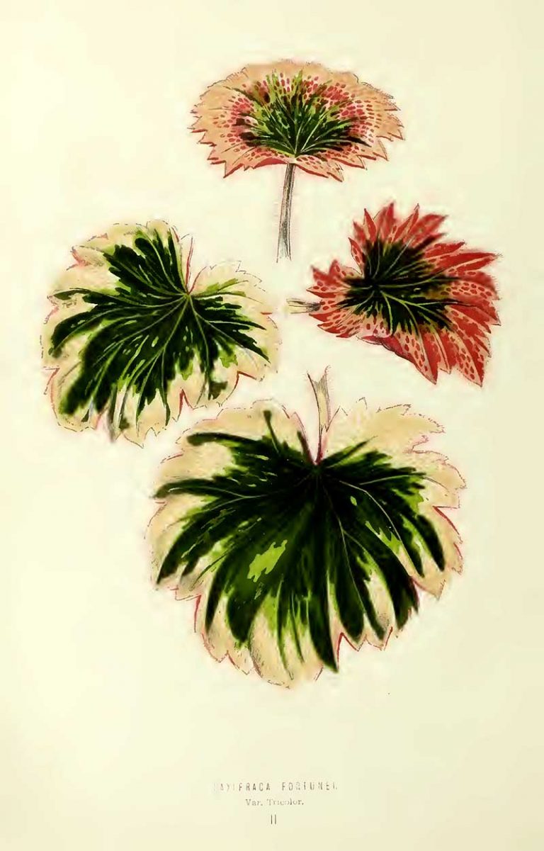 A Free Collection Of Tropical House Plant Drawings - Picture Box Blue