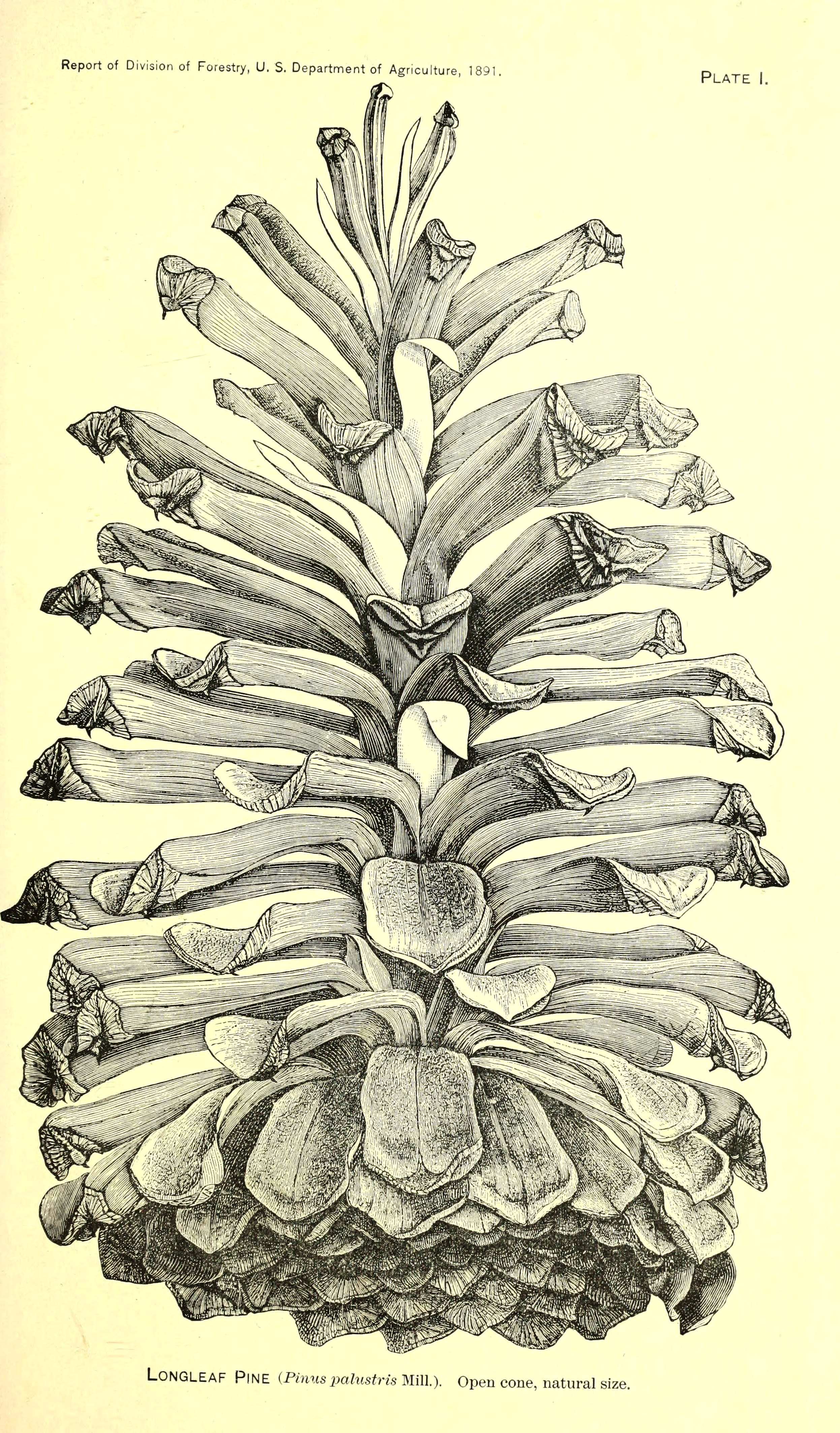 Longleaf Pine Drawing