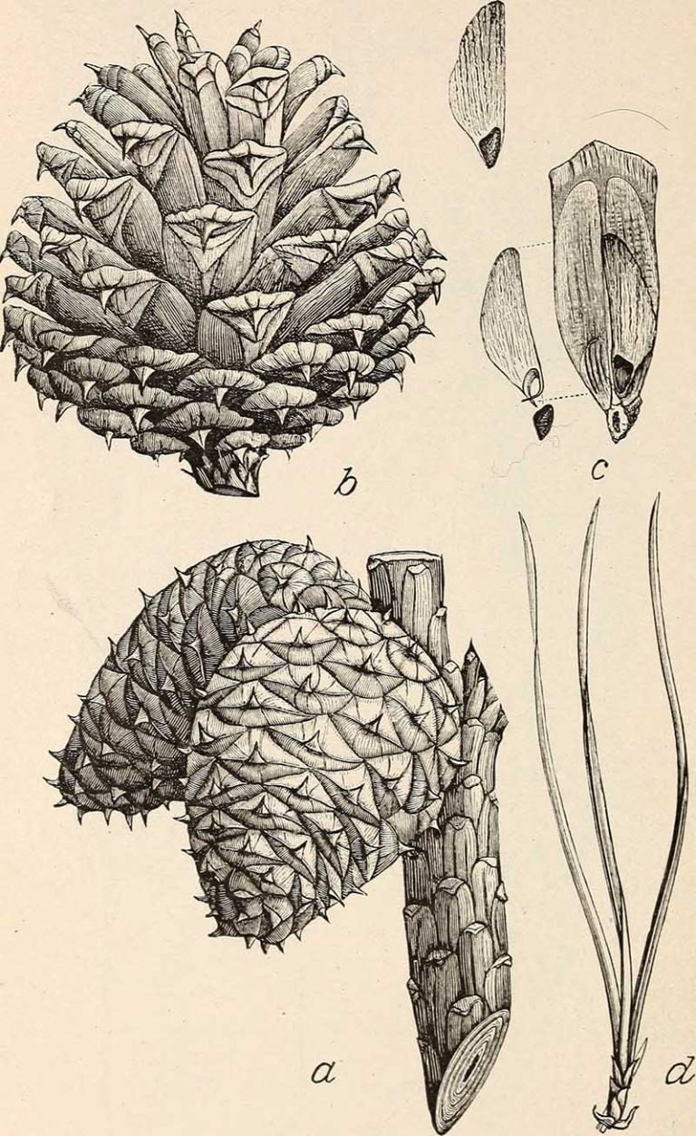 Wonderful Botanical Pine Cone Drawings In The Public Domain - Picture ...