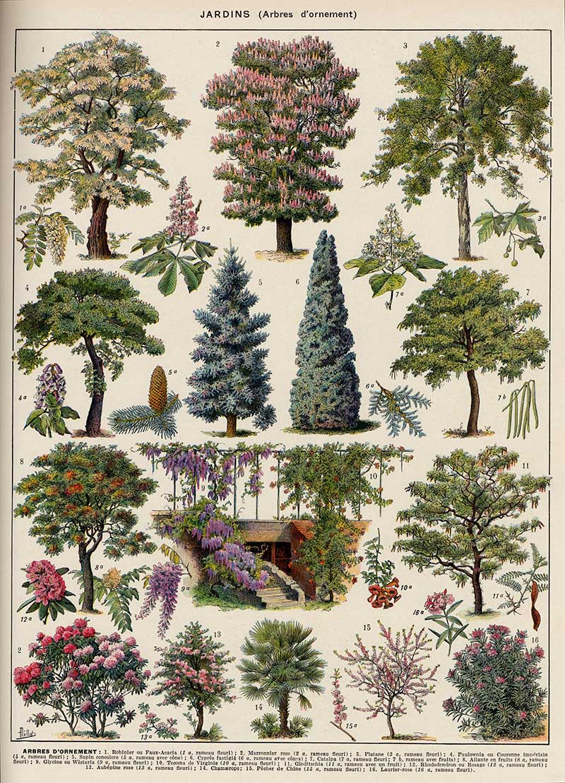 Stunning Free Tree Posters From Larousse - Picture Box Blue