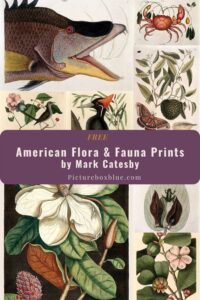 Beautiful Natual History Mark Catesby Prints in the Public Domain ...