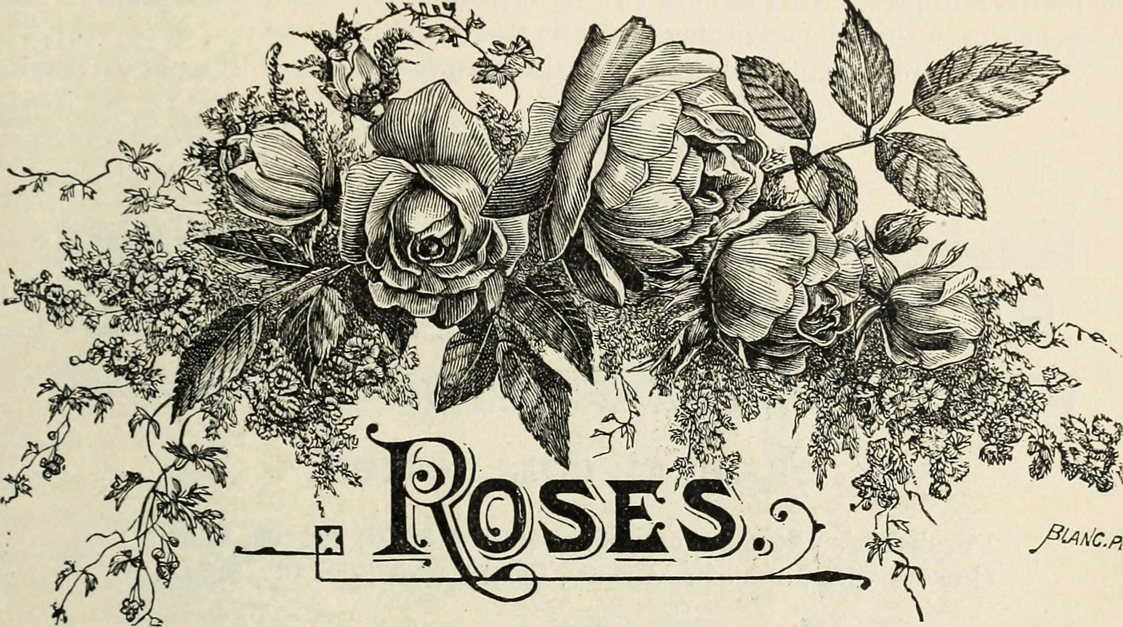 Vintage Rose Drawing