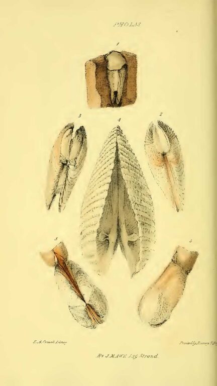 Vintage Conchology Prints (Seashells) by John Mawe - Picture Box Blue