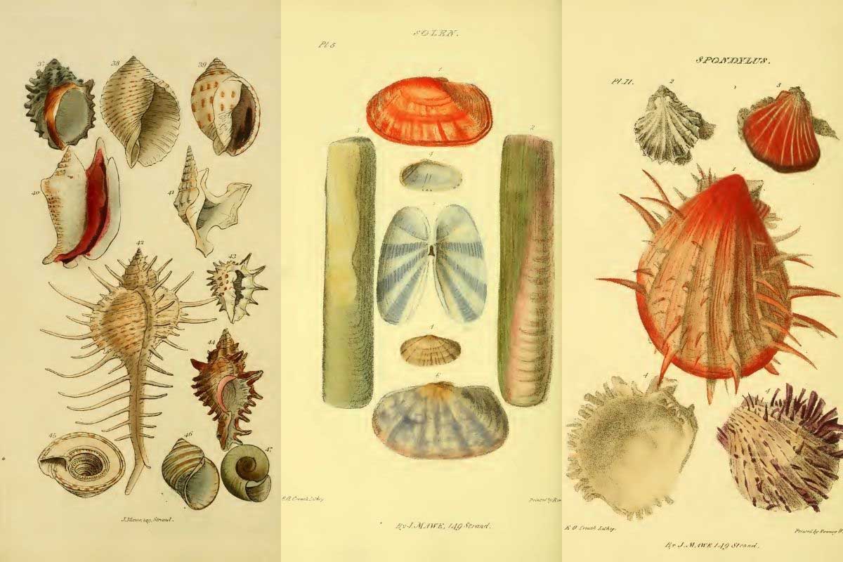 Vintage Conchology Prints (Seashells) by John Mawe - Picture Box Blue