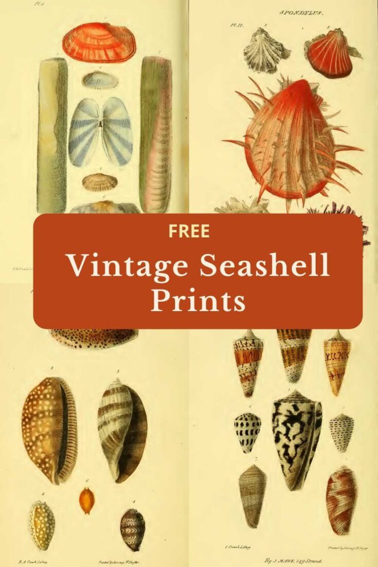 Vintage Conchology Prints (Seashells) by John Mawe - Picture Box Blue
