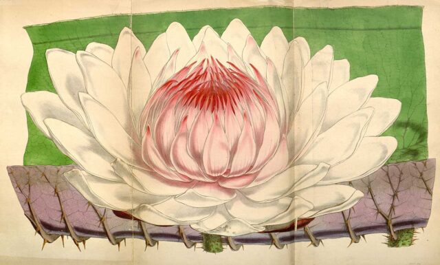 Vintage Giant Water Lily (Victoria Amazonica) Illustrations - Picture ...