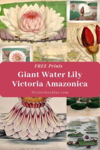 Vintage Giant Water Lily (Victoria Amazonica) Illustrations - Picture ...
