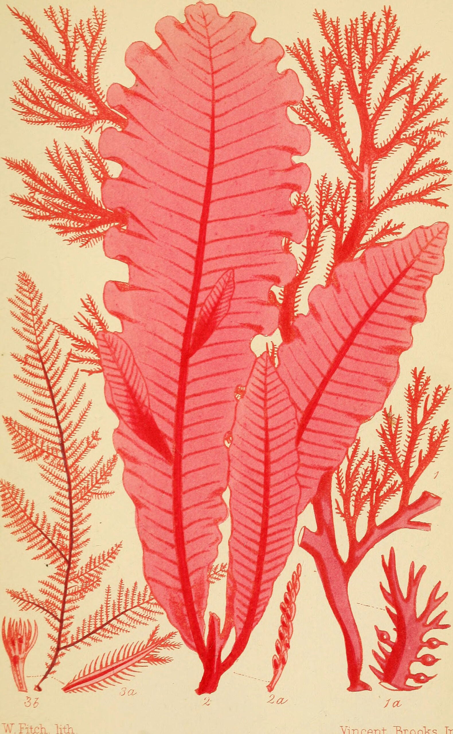 Free Pretty Vintage Seaweed Prints and Illustrations - Picture Box Blue