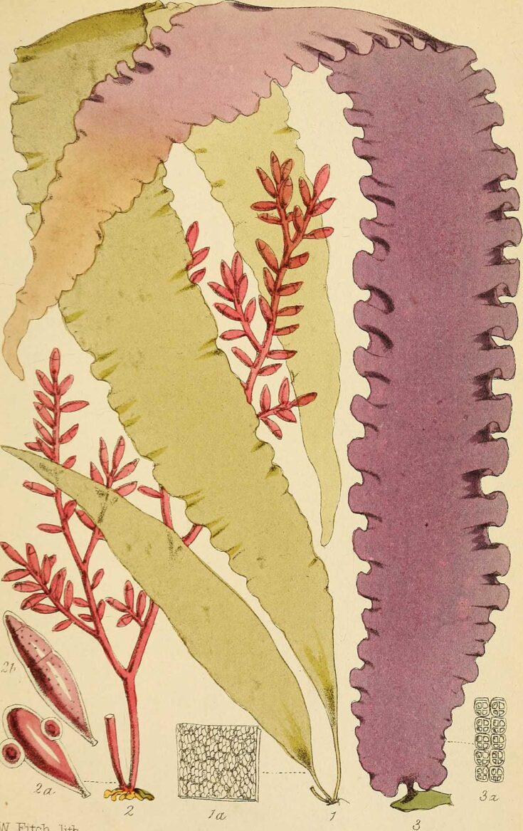 Free Pretty Vintage Seaweed Prints and Illustrations - Picture Box Blue