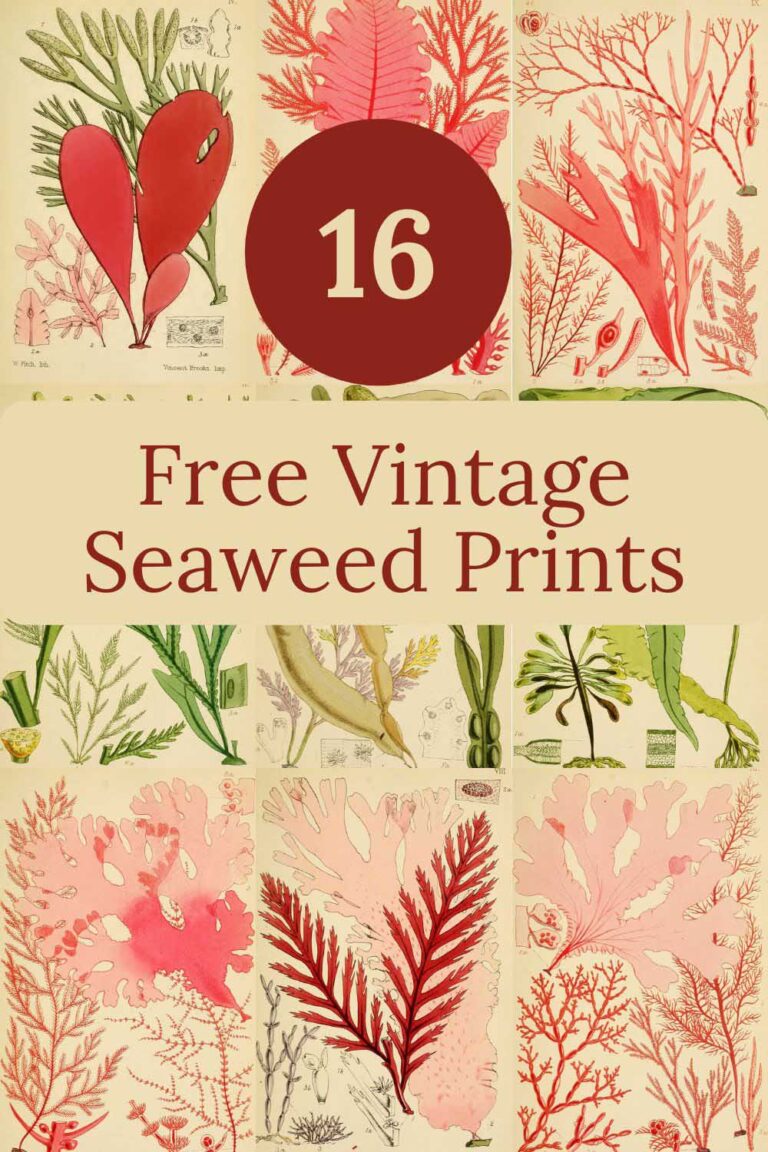 Free Pretty Vintage Seaweed Prints and Illustrations - Picture Box Blue