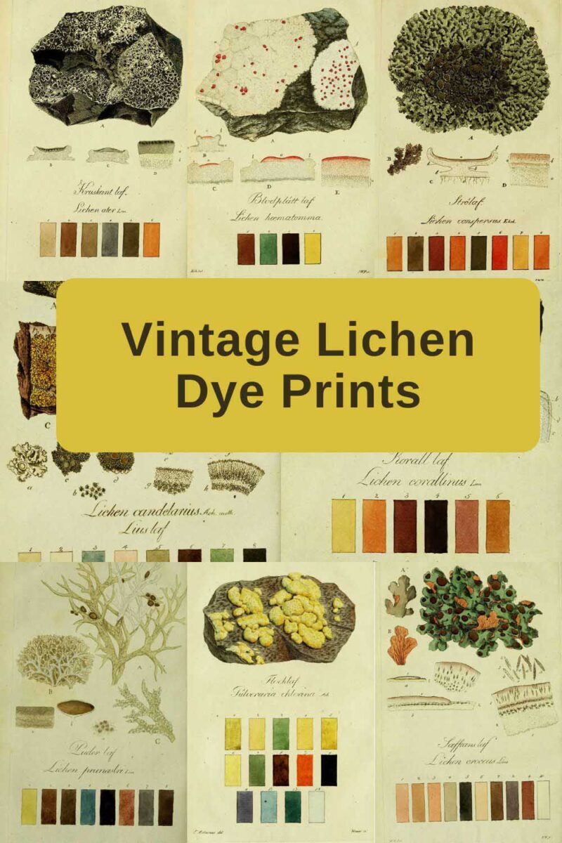 24 Eye-Catching Natural Lichen Dye Colour Drawings - You Will Want To ...