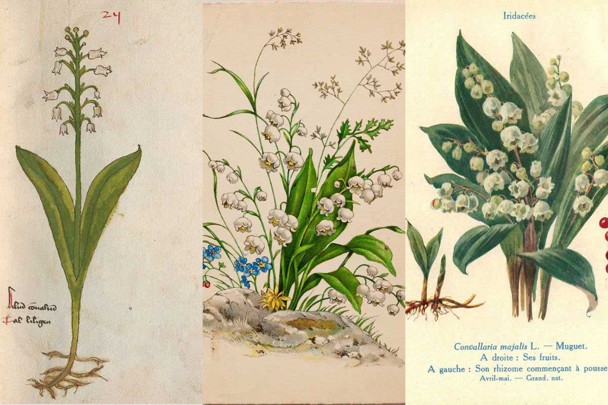 Rhizome Lily Of The Valley