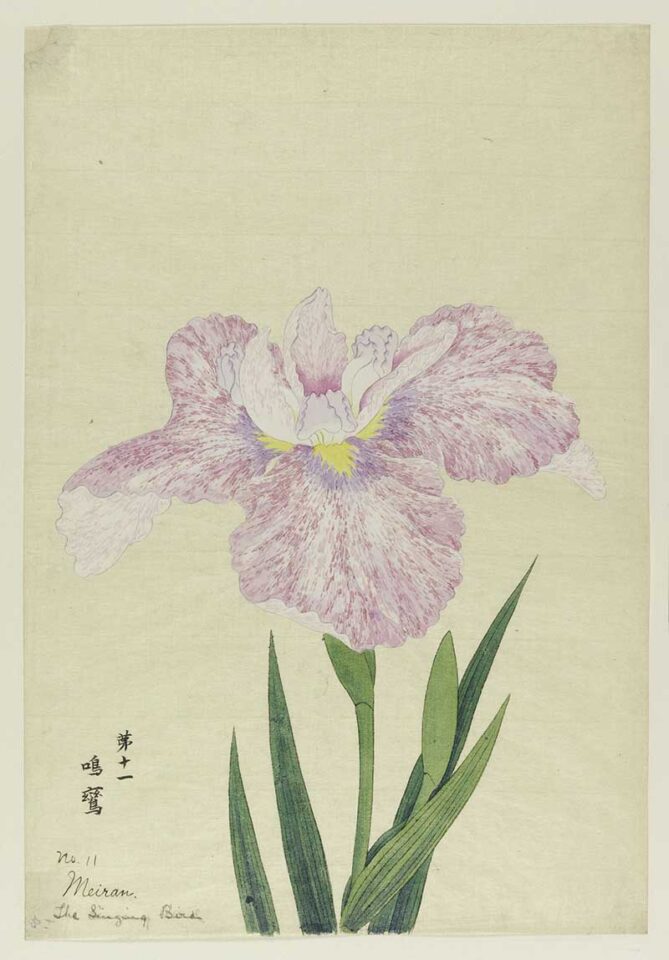 40 Beautiful Vintage Japanese Iris Paintings In The Public Domain ...