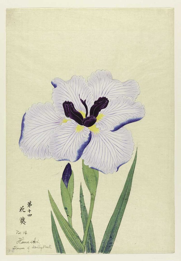 40 Beautiful Vintage Japanese Iris Paintings In The Public Domain ...