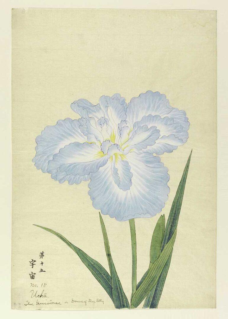 40 Beautiful Vintage Japanese Iris Paintings In The Public Domain ...