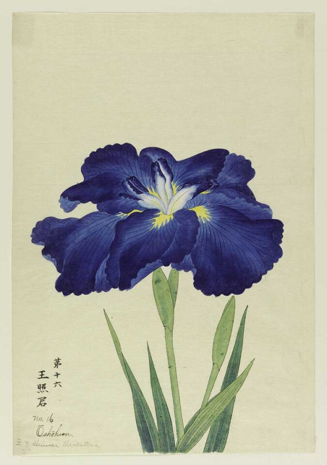40 Beautiful Vintage Japanese Iris Paintings In The Public Domain ...