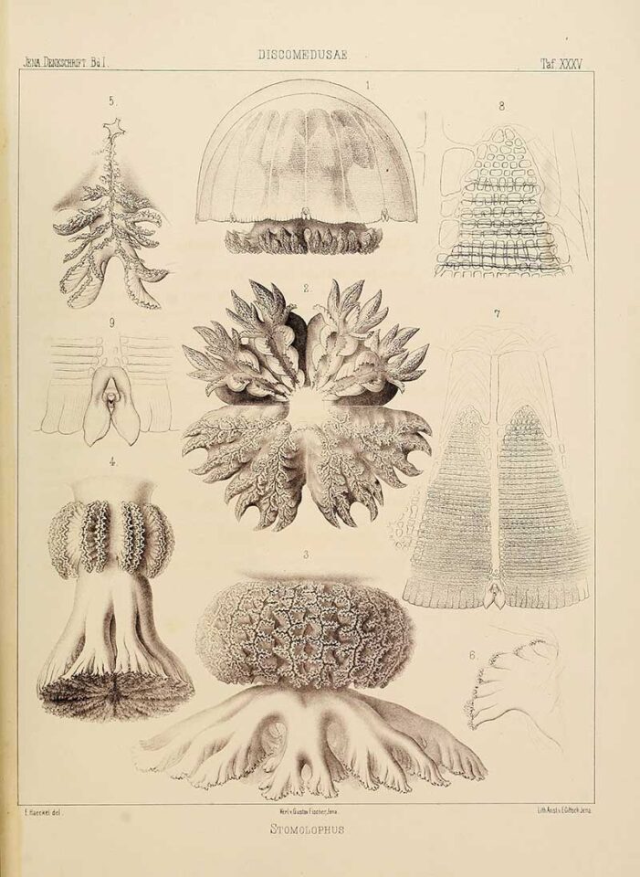25 Stunning Ernst Haeckel Jellyfish Prints - Beauty in the Oceans ...