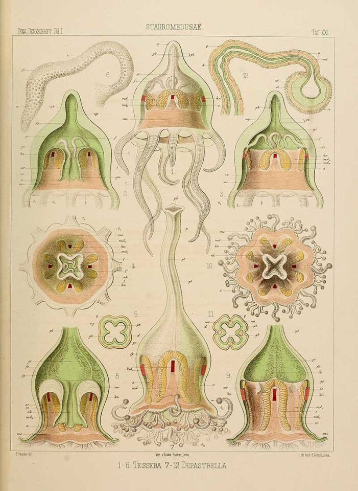 25 Stunning Ernst Haeckel Jellyfish Prints - Beauty in the Oceans ...
