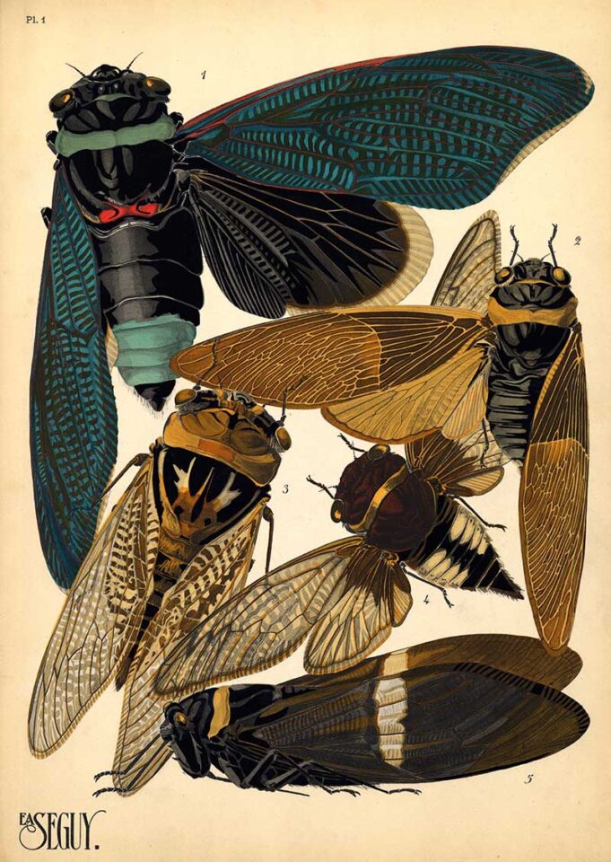 Enjoy 20 Stunning E.A. Seguy Art Nouveau Insect Prints for Free: A ...