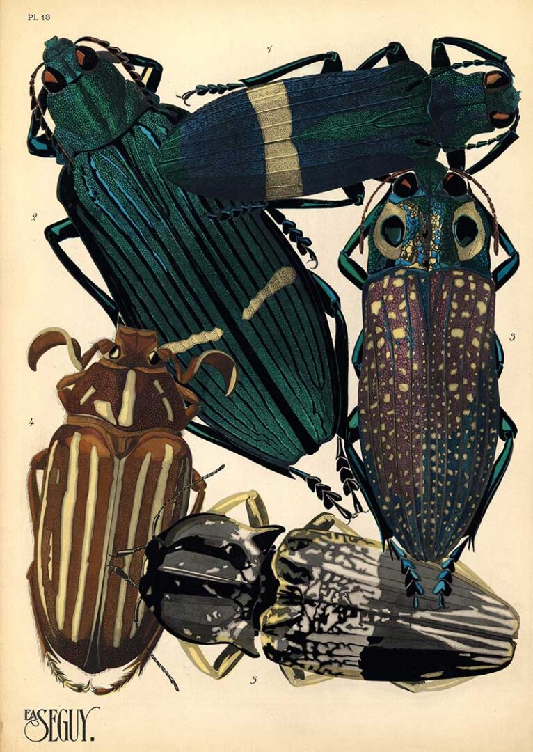 Enjoy 20 Stunning E.A. Seguy Art Nouveau Insect Prints for Free: A ...