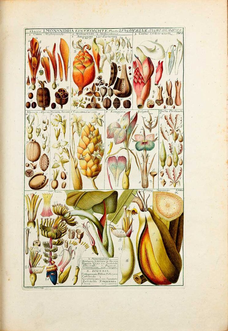 28 Amazingly Detailed Phytographic Botany Prints by Johannes Gessner ...