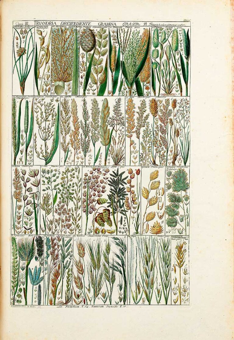 28 Amazingly Detailed Phytographic Botany Prints by Johannes Gessner ...