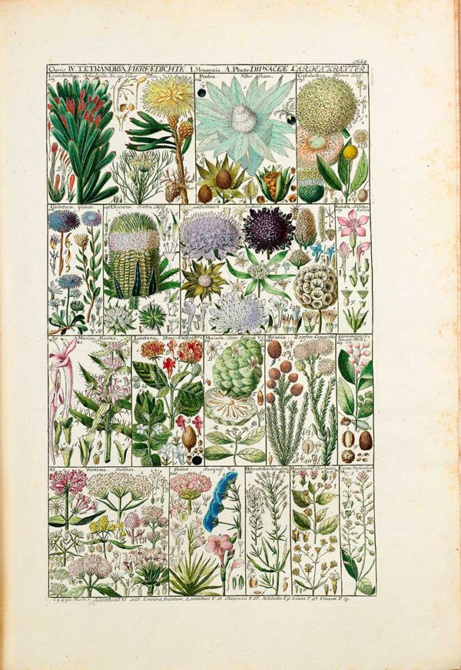 28 Amazingly Detailed Phytographic Botany Prints by Johannes Gessner ...