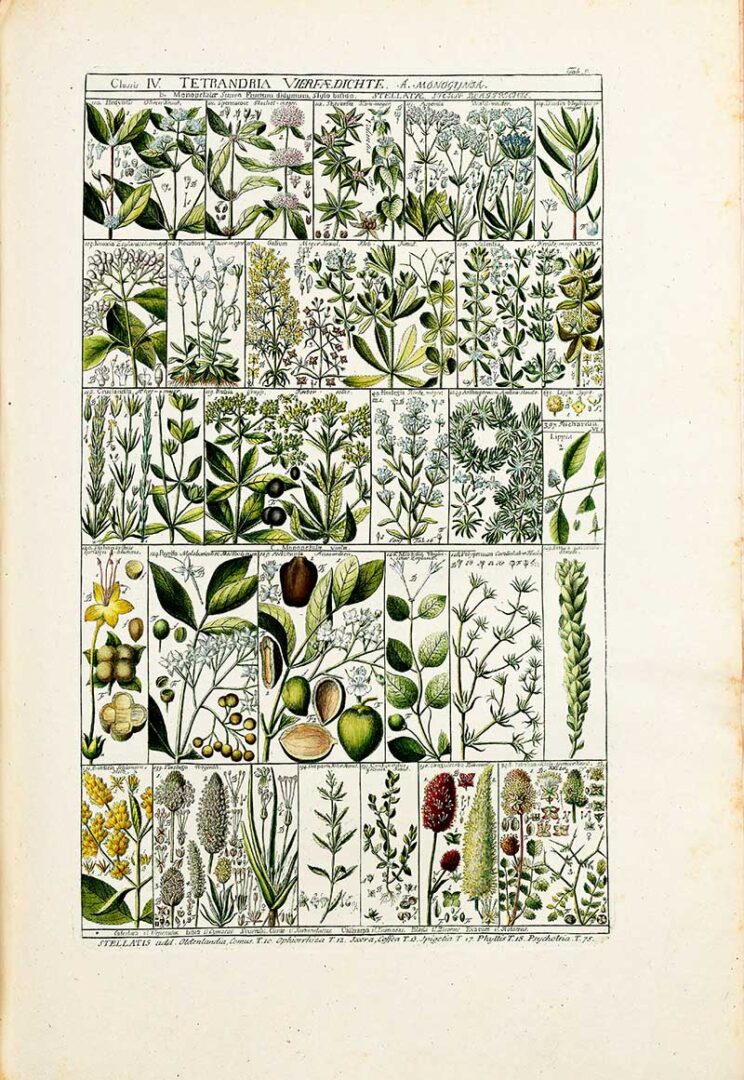 28 Amazingly Detailed Phytographic Botany Prints by Johannes Gessner ...