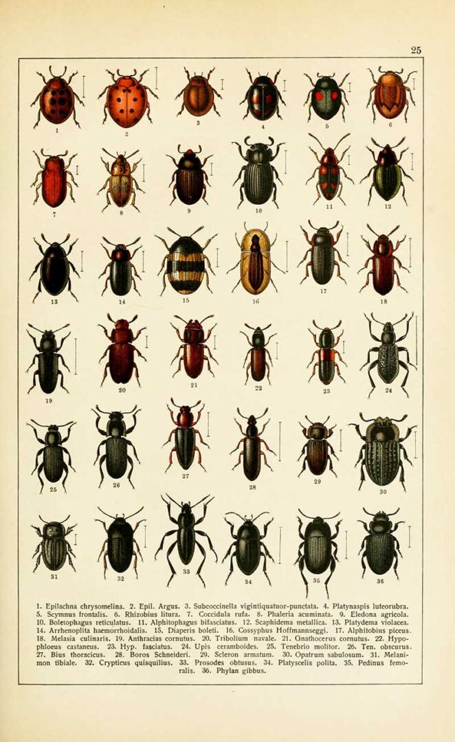 42 Vintage Entomology Prints: Bringing Natural History to Your Living ...