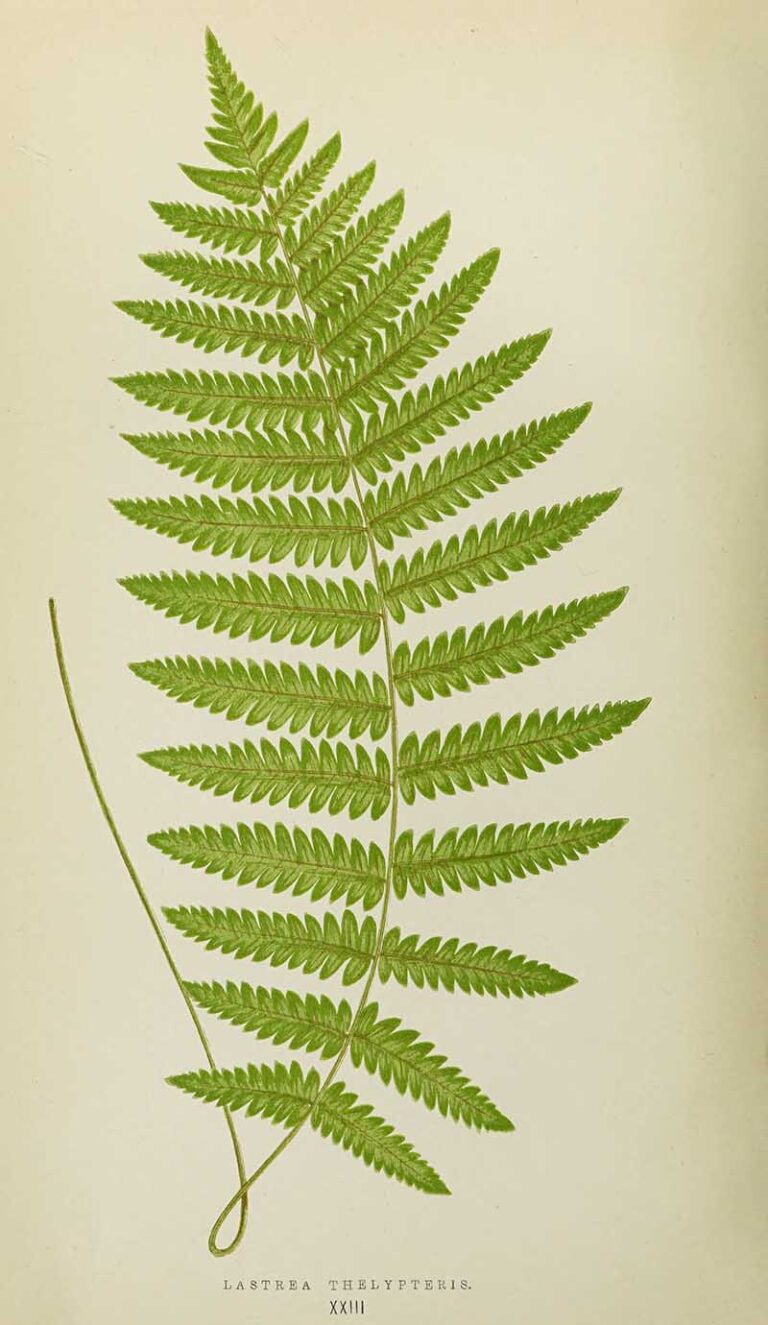 21 Vintage Fern Prints: The Perfect Art for Plant Lovers - Picture Box Blue