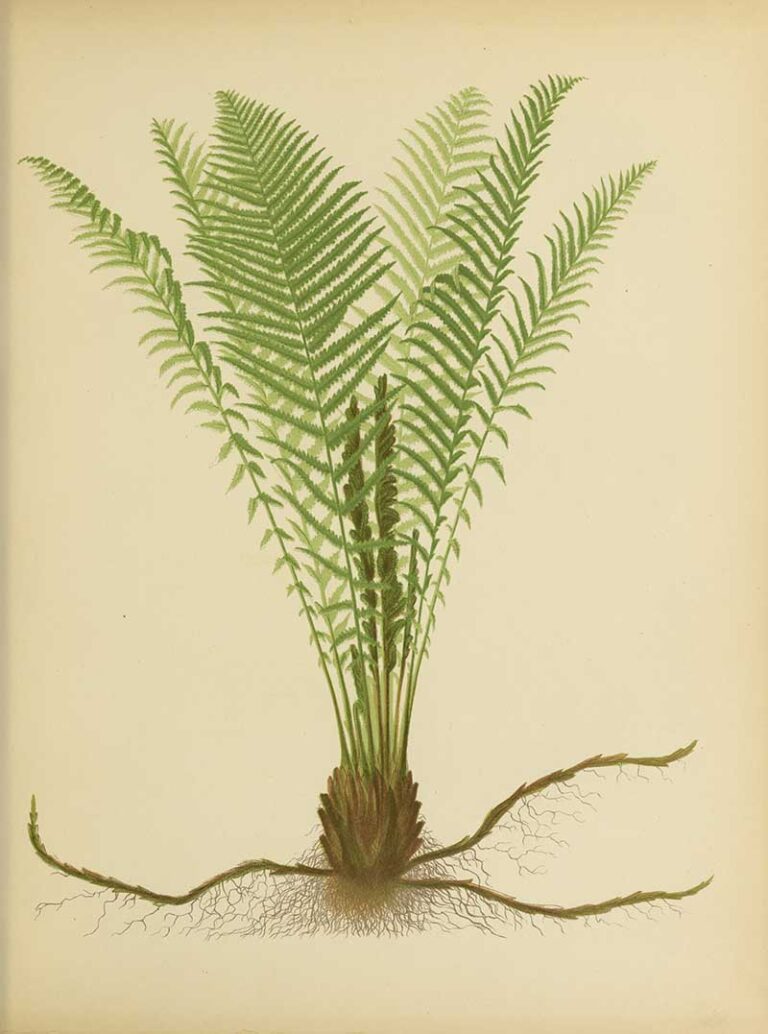 21 Vintage Fern Prints: The Perfect Art for Plant Lovers - Picture Box Blue